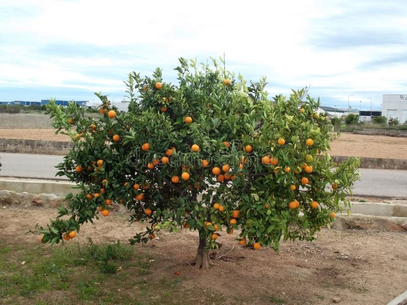 Orange Tree in Valencia Spain Stock Image - Image of oranges, still ...