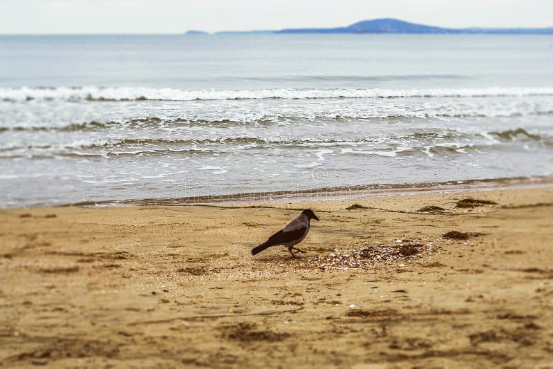 Lonely raven on the beach stock image. Image of walking - 170618171