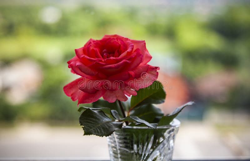 Lonely Red Rose in a Crystal Vase Stock Photo - Image of fresh, garden ...