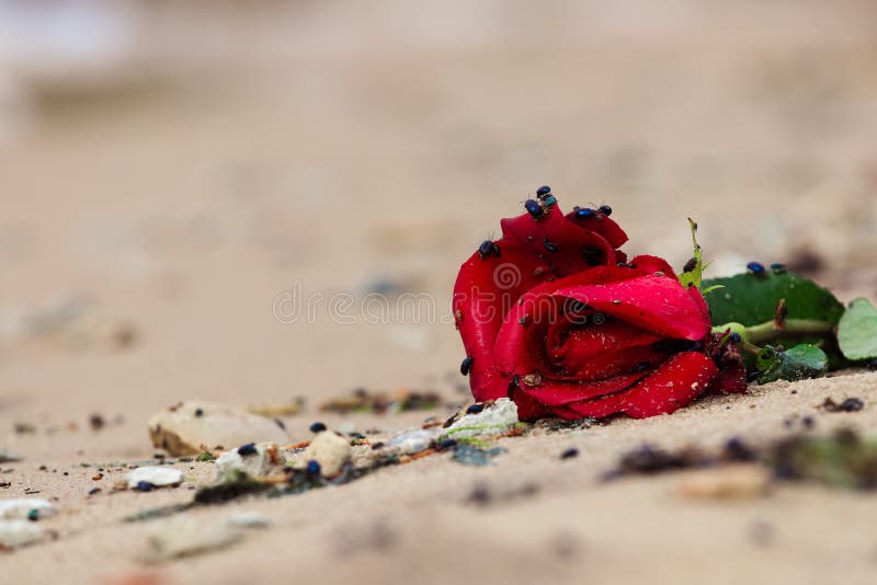 A Lonely Red Rose on a Sea Beach Dotted with Insects. a Romantic Plot ...