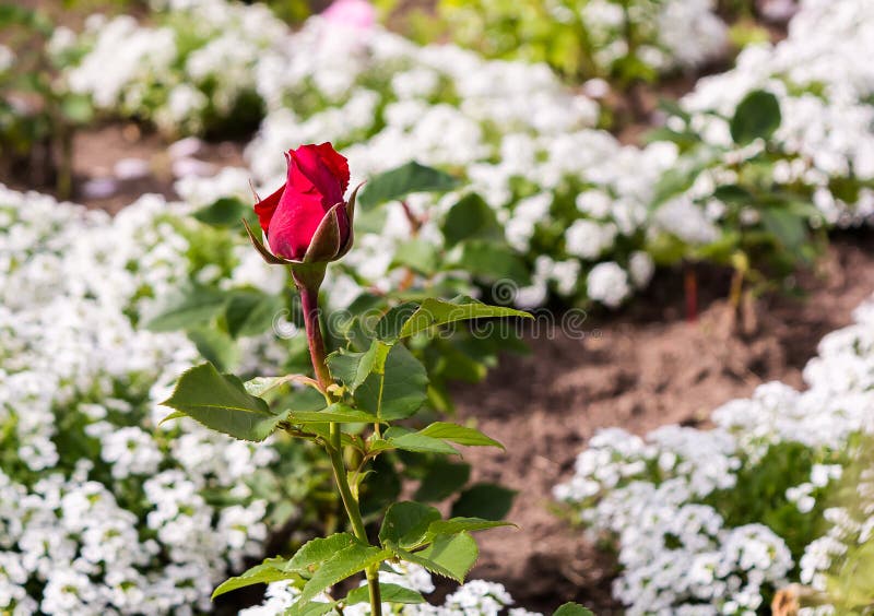 Red Rose Flower stock image. Image of valentine, nature - 99044713