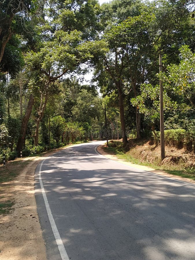 Lonely Road with Trees Around Stock Photo - Image of green, road: 151462186