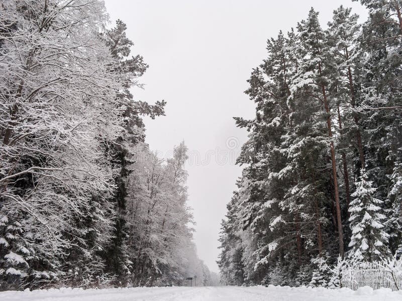 Lonely Road in Winter Forest Stock Image - Image of canada, nature ...