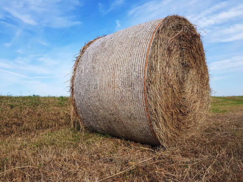 Lonely Roll of Hay in a Field Stock Photo - Image of food, haystack ...