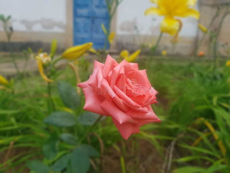 Lonely Rose in an Amazing Colonial Garden Stock Image - Image of ...