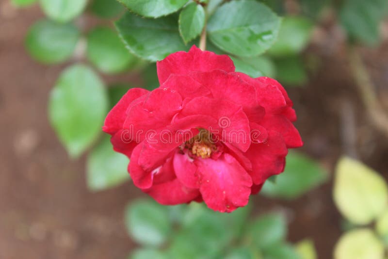 A lonely rose stock photo. Image of garden, lonely, flower - 96463288