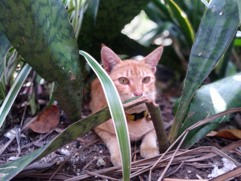 Lonely Sad Cat in the Yard Waiting for Nothing Stock Image - Image of ...