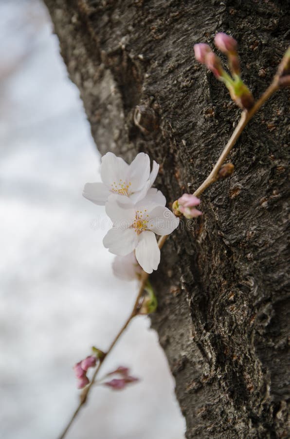 Lonely Sakura -small Group of Cherry Blossoms Stock Photo - Image of ...