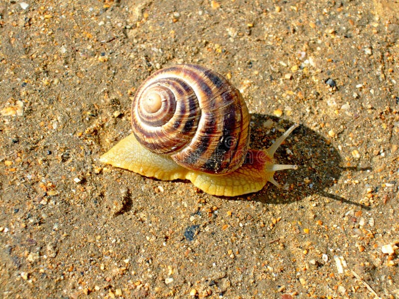 Snail on sandy beach stock photo. Image of life, focus - 21666802