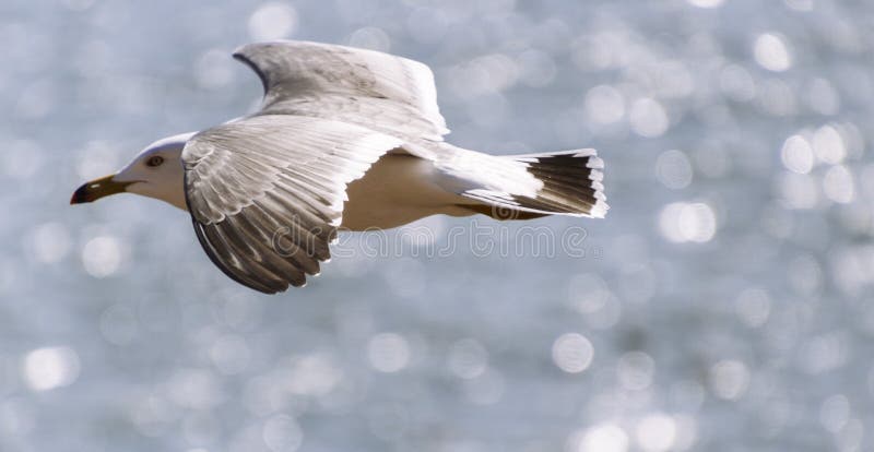 A Lonely Seagull Flies Over the Sea Stock Photo - Image of flying ...
