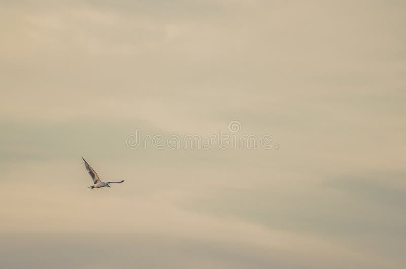 Lonely Seagull Flying High in the Sky Stock Photo - Image of spiritual ...