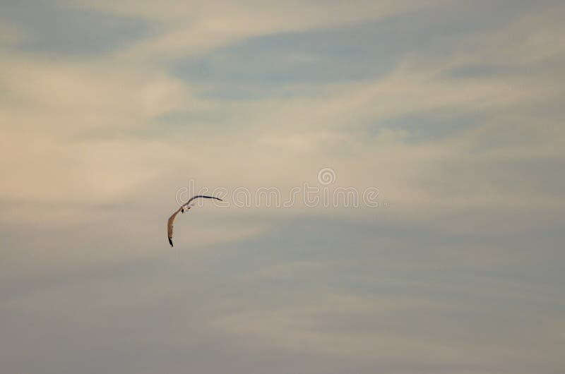 Lonely Seagull Flying High in the Sky Stock Photo - Image of spiritual ...