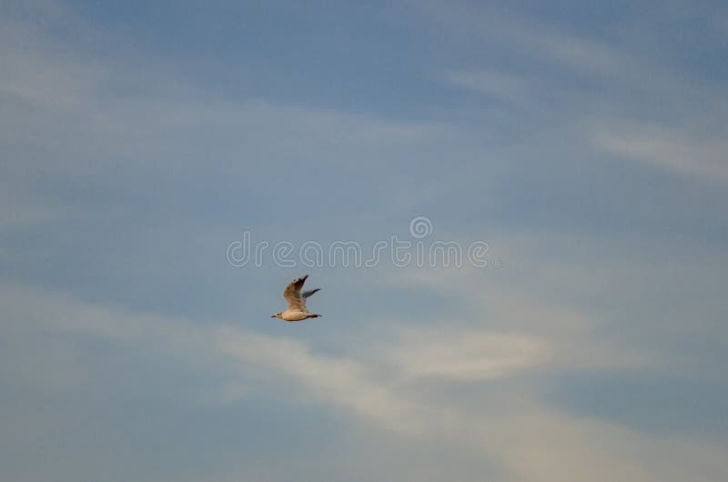 Lonely Seagull Flying High in the Sky Stock Photo - Image of spiritual ...