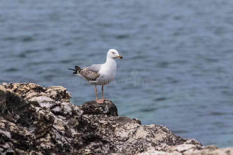 Lonely seagull on a rock stock image. Image of rocky - 66473493