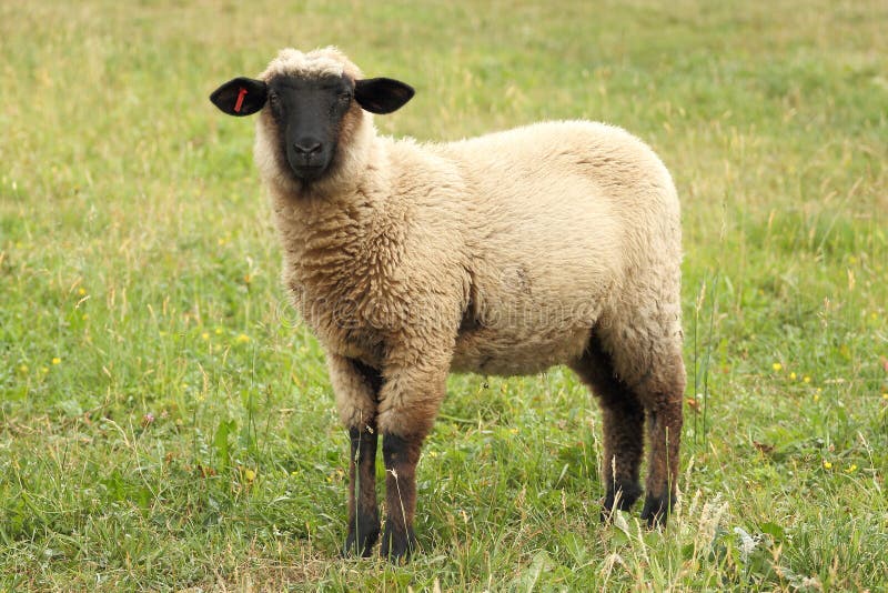 Ram stock photo. Image of trip, fleece, country, curly - 15673150