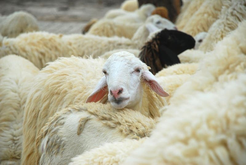 Sad Sheep Stock Images - Download 892 Royalty Free Photos