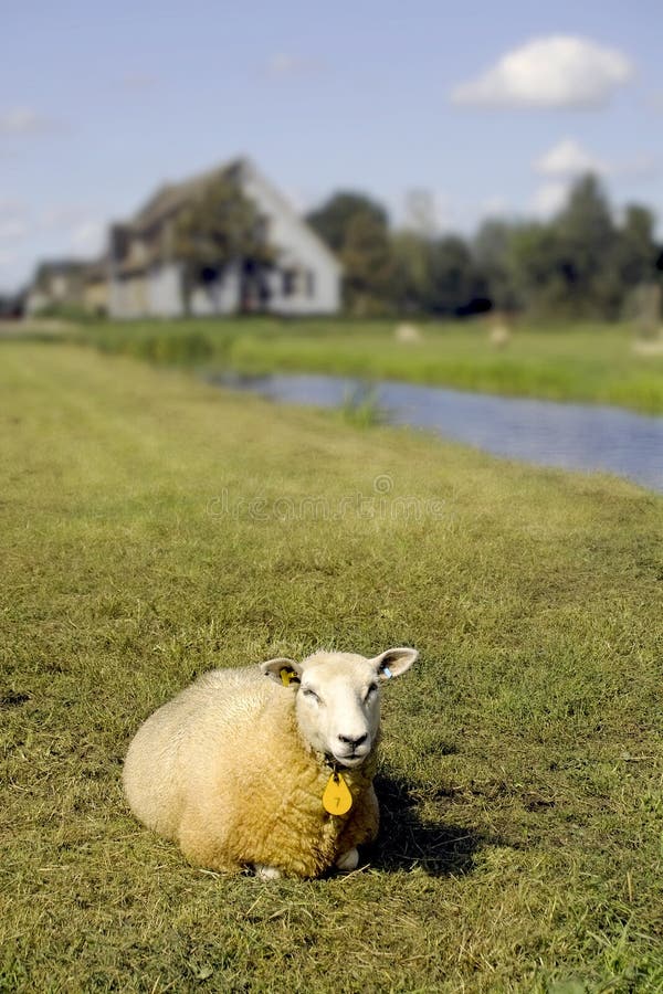 Sheep Sitting in Field stock image. Image of mammal - 137215867