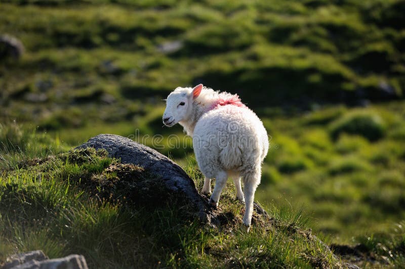 A lonely sheep stock image. Image of wandering, grey - 42312551