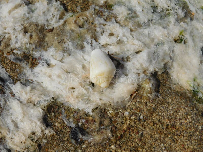 A lonely shell stock image. Image of lonely, lying, slab - 189313965