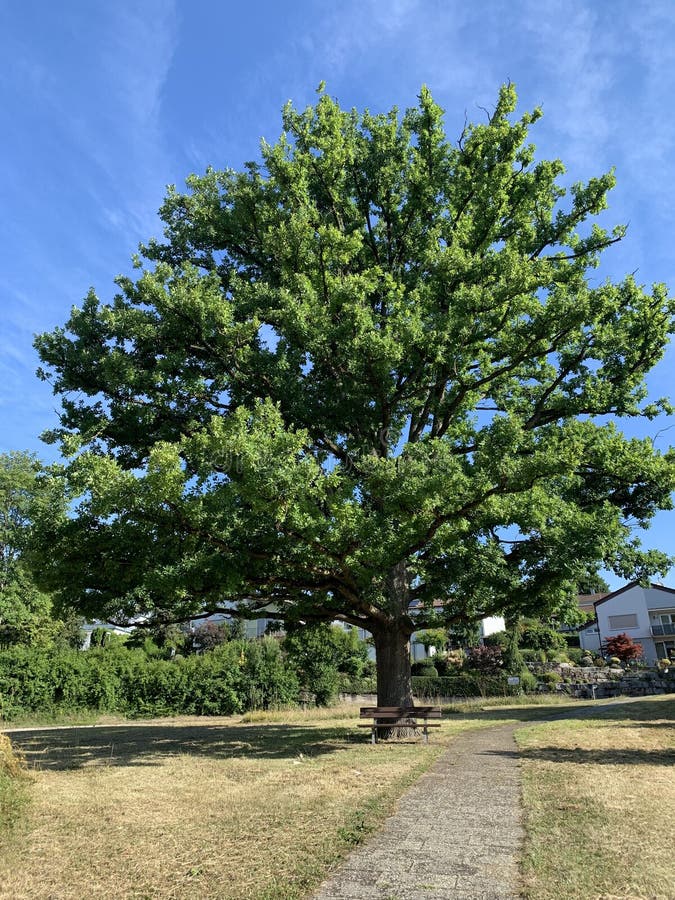 Lonely Shop Under a Sprawling Large Tree. Front View Stock Image ...