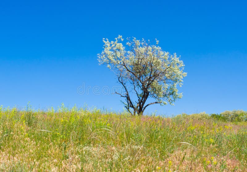 Lonely Silverberry (Elaeagnus) Tree in Steppe Stock Image - Image of ...