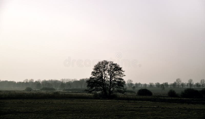 Lonely Single Tree in a Field Meadow Stock Photo - Image of hill ...