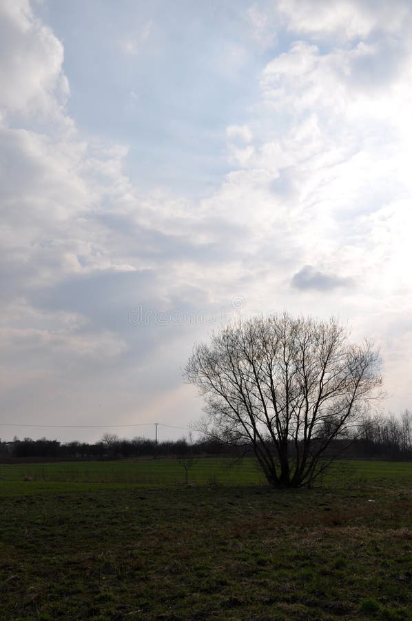 Lonely Single Tree in a Field Meadow Stock Photo - Image of natural ...