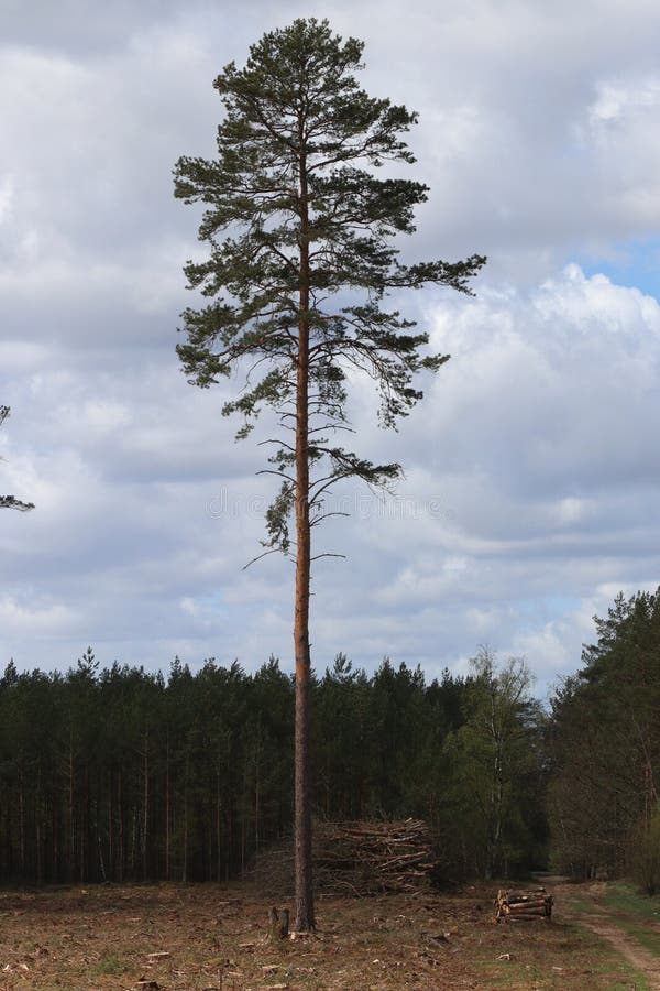 A Lonely, Single Tree Left after Logging the Forest Stock Photo - Image ...