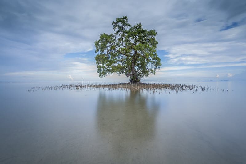A Lonely Single Tree with Reflection at Kudah Beach Sabah Malaysia ...