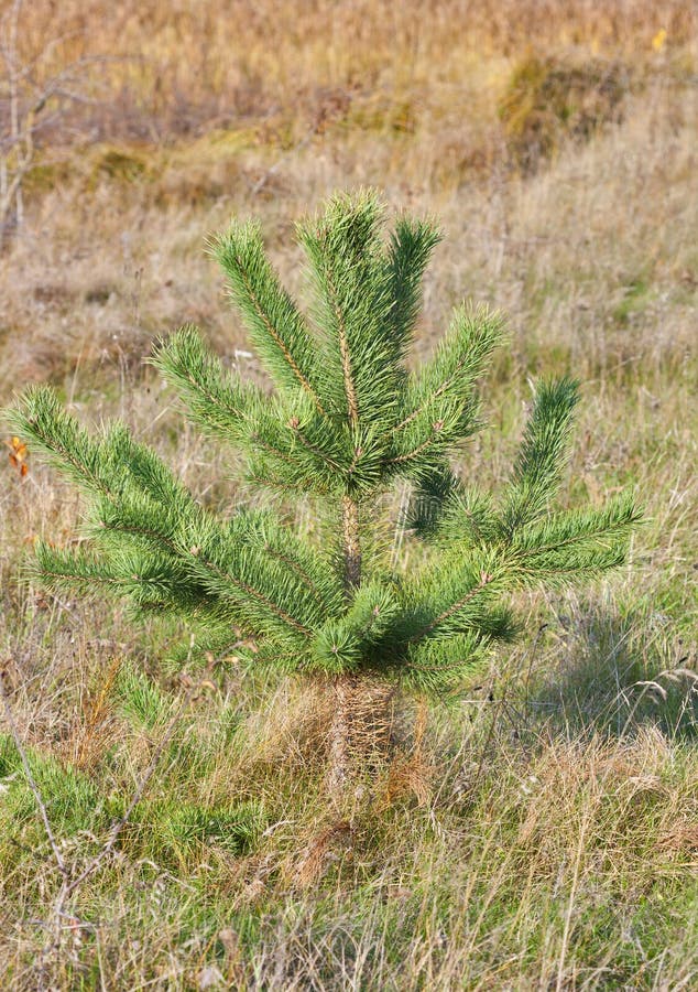 Lonely small pine tree stock image. Image of single, thorn - 35647323