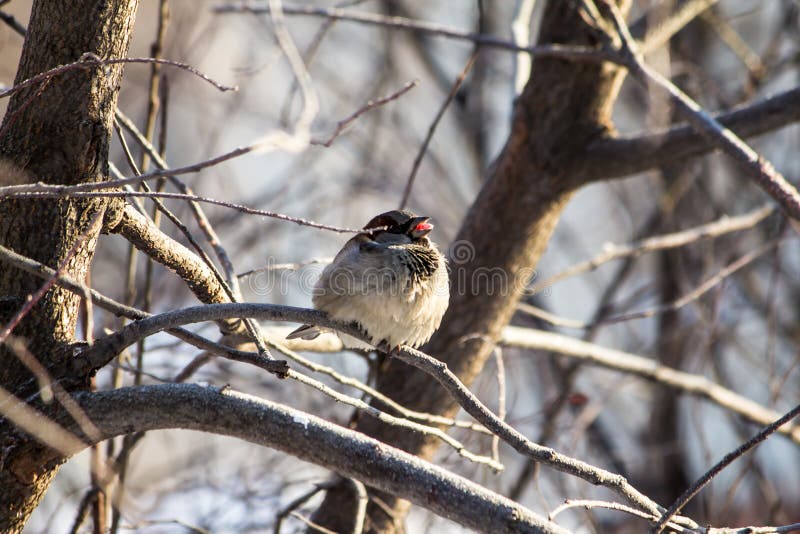 Lonely Snigir stock image. Image of beautiful, quiet - 85140391