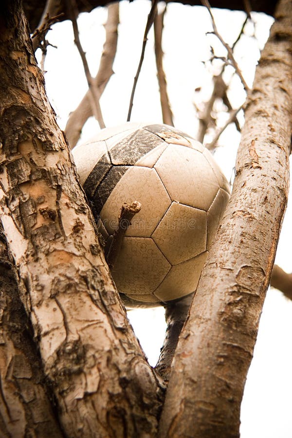 Lonely Soccer Ball Up a Tree Stock Photo - Image of soccer, ball: 13992748