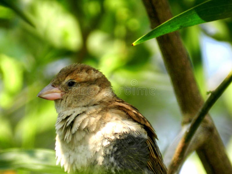 Lonely Sparrow bird stock photo. Image of love, butterfly - 94244984