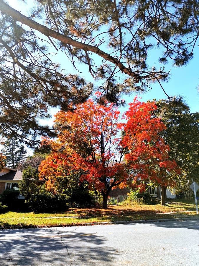 One Special Tree in the Forest of Trees Stock Photo - Image of lonely ...