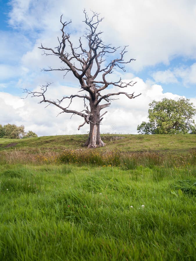 Lonely Spooky Dead Tree in a Green Grass Field Stock Image - Image of ...
