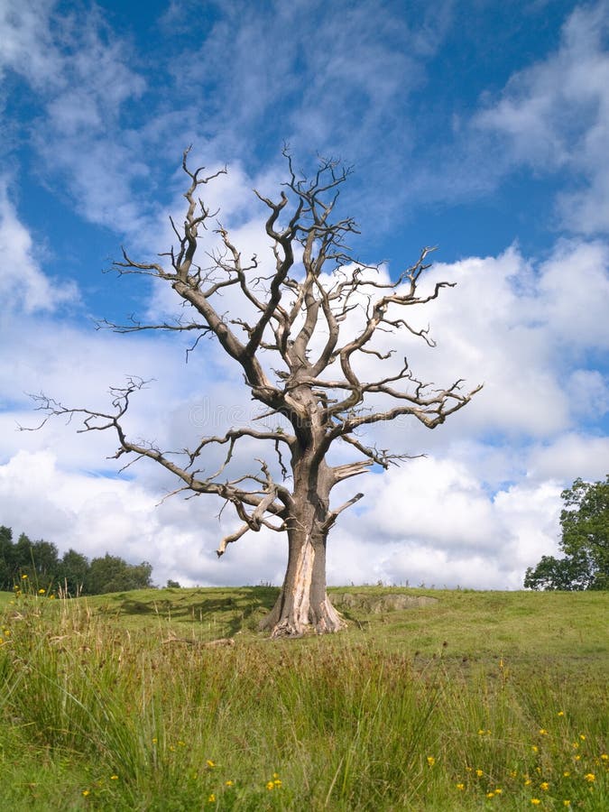 Spooky Dead Tree on Sunny Afternoon Stock Image - Image of afternoon ...