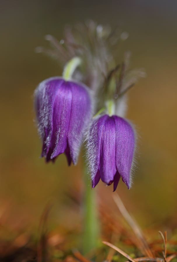Lonely Spring Forest Pasqueflower Stock Image - Image of wildflower ...