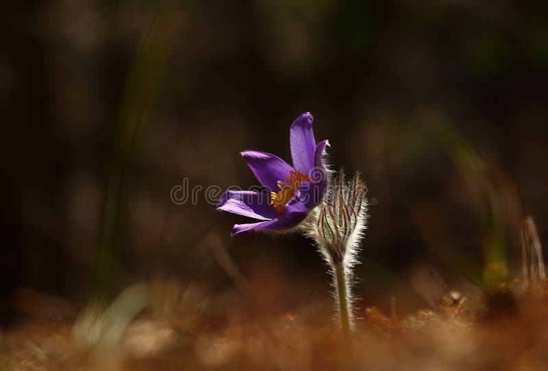 Lonely Spring Forest Pasqueflower Stock Image - Image of pasqueflower ...