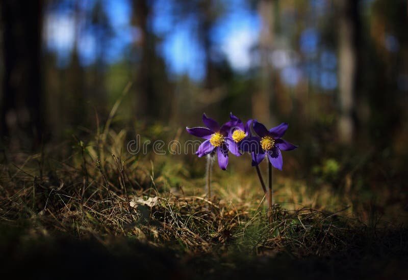 Lonely Spring Forest Pasqueflower Stock Photo - Image of spring ...