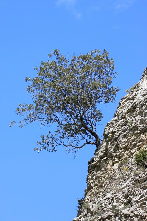Lonely Spring Tree on the Rocks in Spain Stock Photo - Image of outside ...