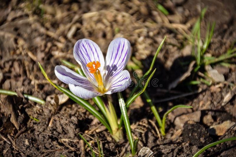 Lonely Spring White Crocus Close Up Stock Image - Image of spring, leaf ...