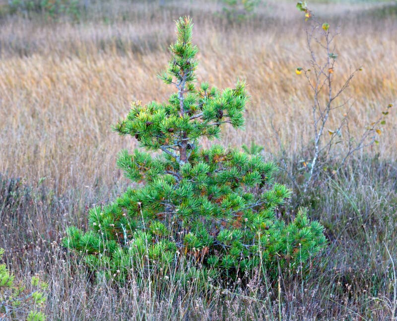 Lonely Spruce Against the Background of Autumn Withered Grass Stock ...