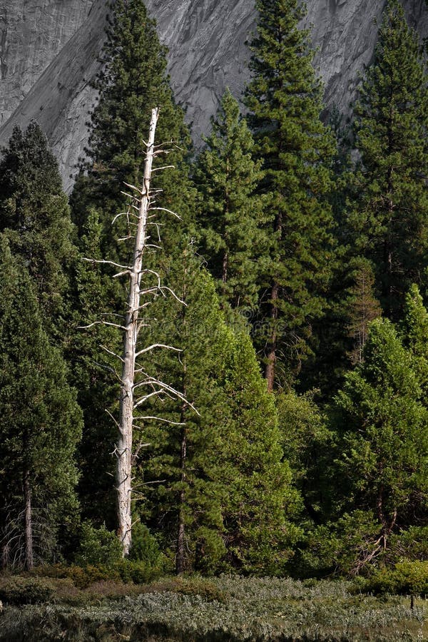 1,654 Drying Up Tree Stock Photos - Free & Royalty-Free Stock Photos ...