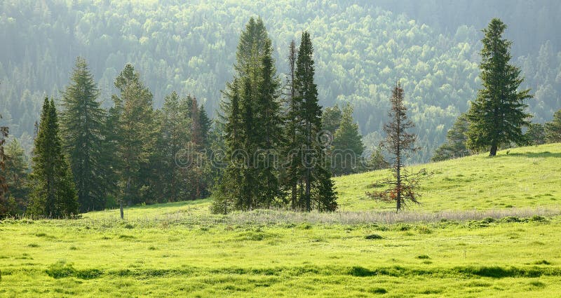Lonely standing pines stock photo. Image of environment - 144503896