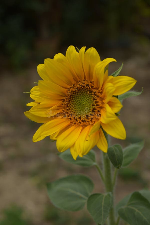 Lonely Standing Sunflower Stock Photos - Free & Royalty-Free Stock ...