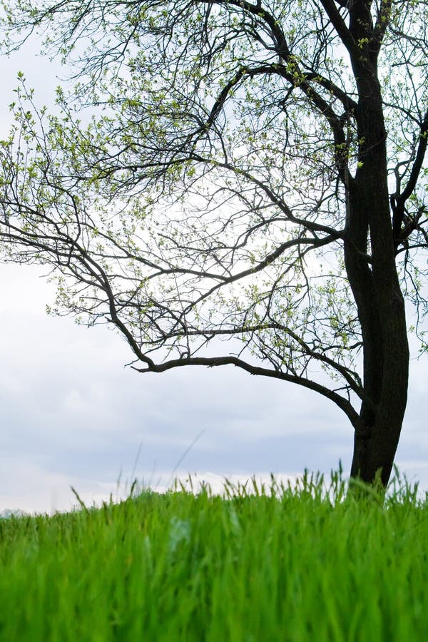 3,600+ Standing tree Free Stock Photos - StockFreeImages
