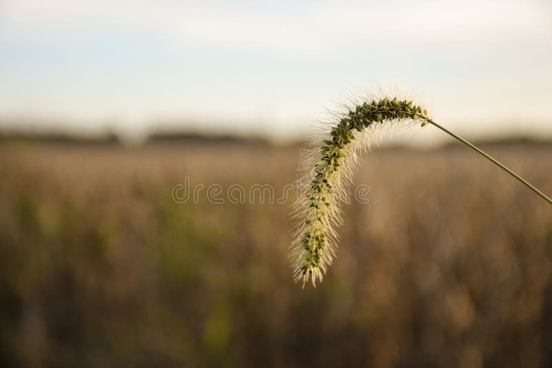 A Lonely Stem of Grass in a Field Stock Image - Image of sturdy, lone ...