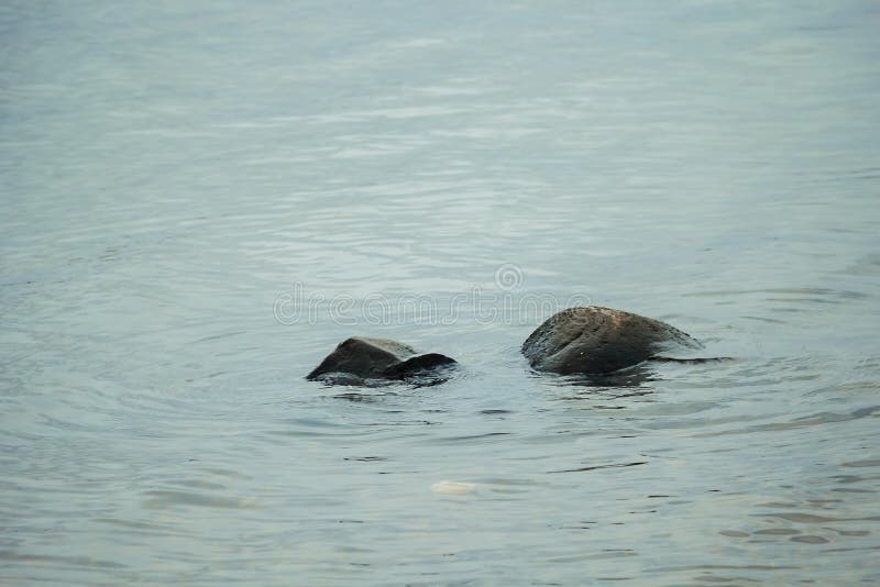 Lonely Stones in Dark Water in Lake Stock Photo - Image of rock, river ...