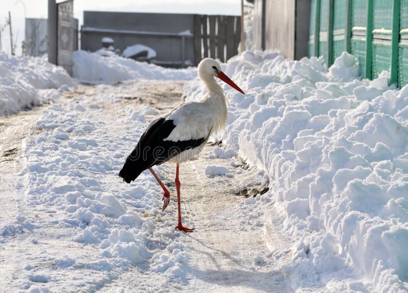 Lonely stork in the snow stock image. Image of nature - 128132615