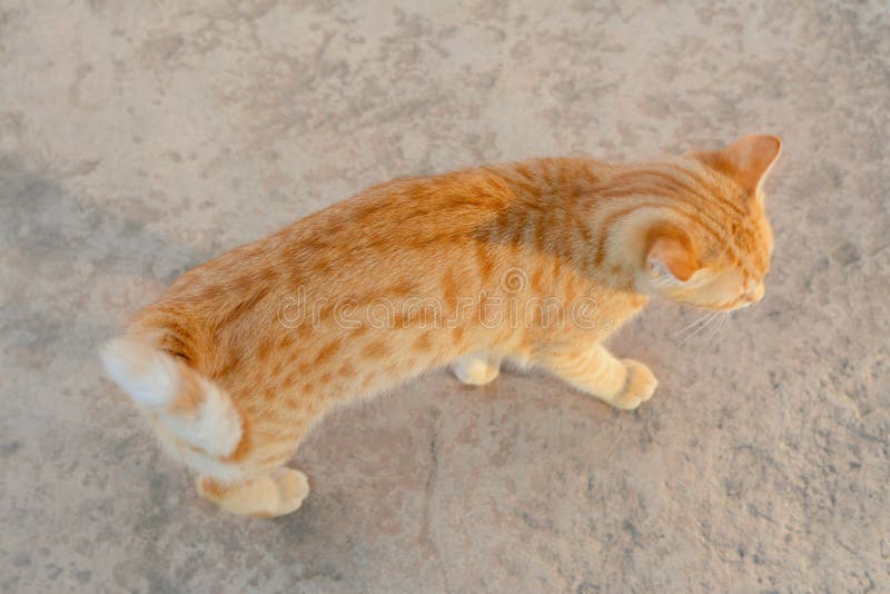 Lonely Stray Cat on Stone Surface Outdoors, Above View. Homeless Pet ...